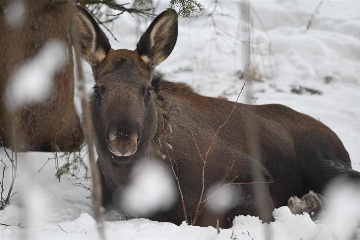 Elg i barnehagen - Sør-Fron kommune